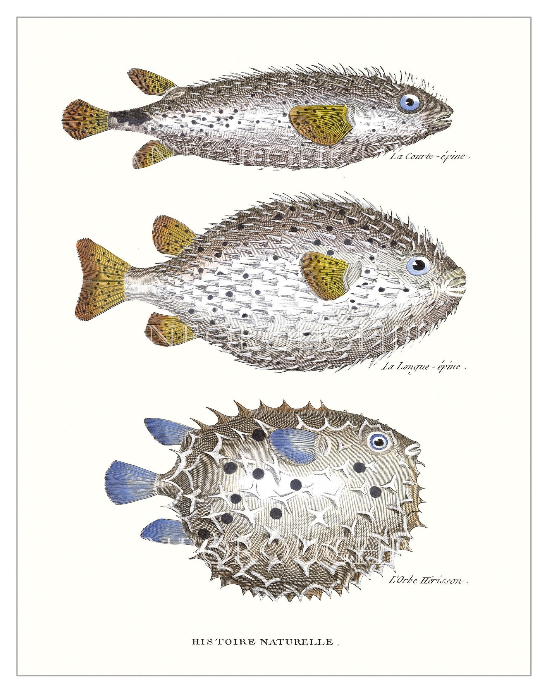 Porcupine Puffer Fish Drawings