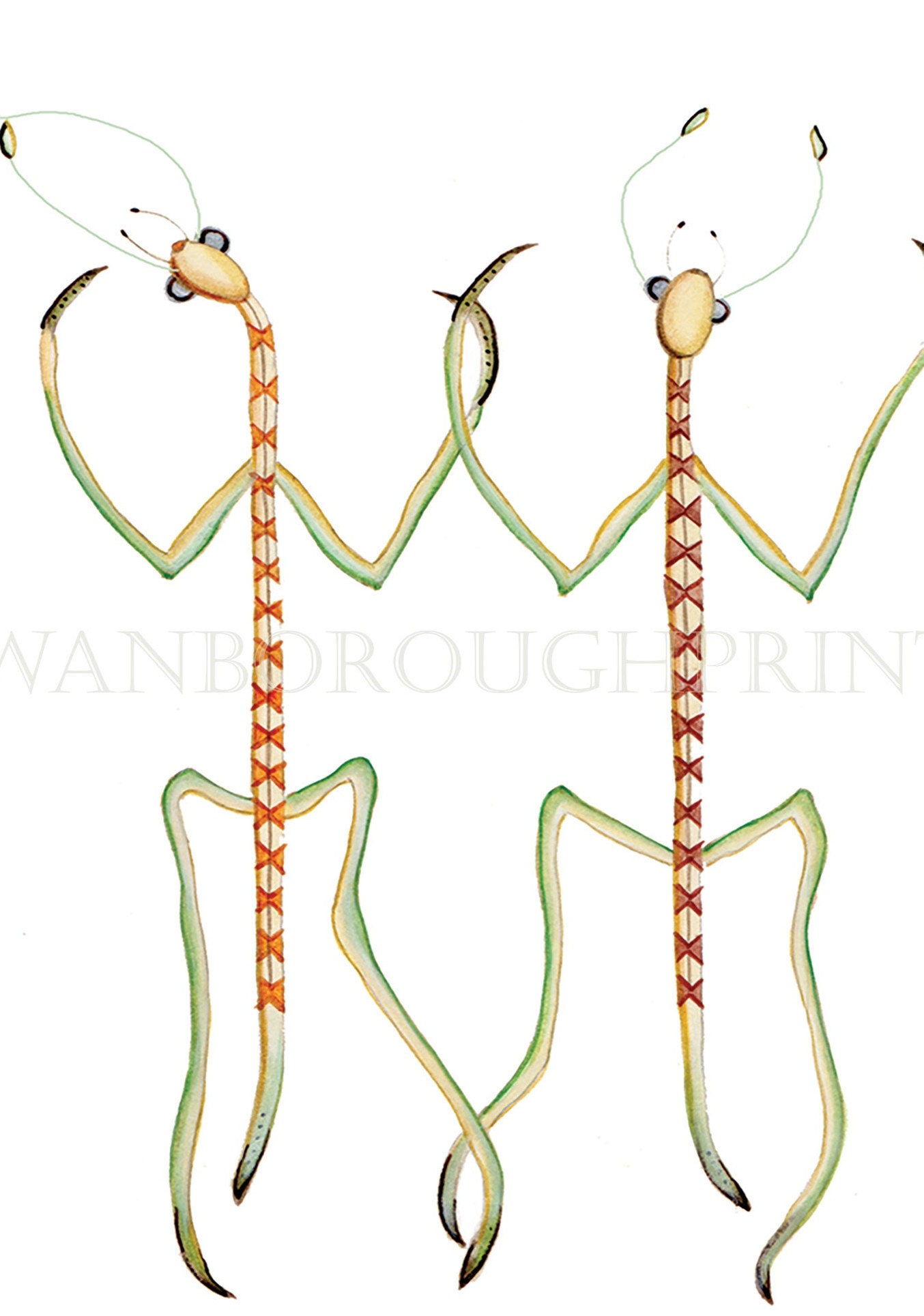 Stick Insect Entomology Print Stick Insect Art Print - Etsy UK