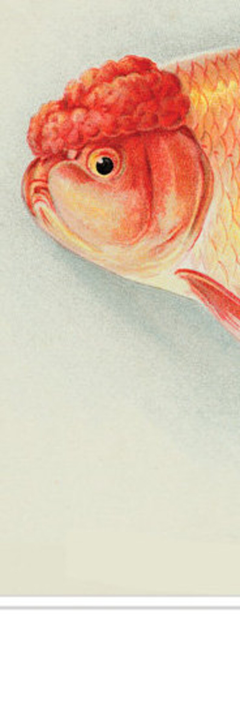 Shukin Goldfish Print: Longtail Ranchu Japanese Koi Carp Art - Etsy UK
