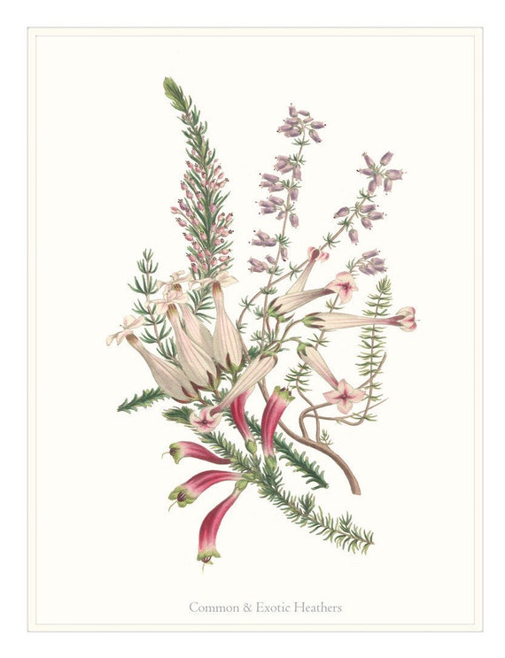 Heather Flower Drawing