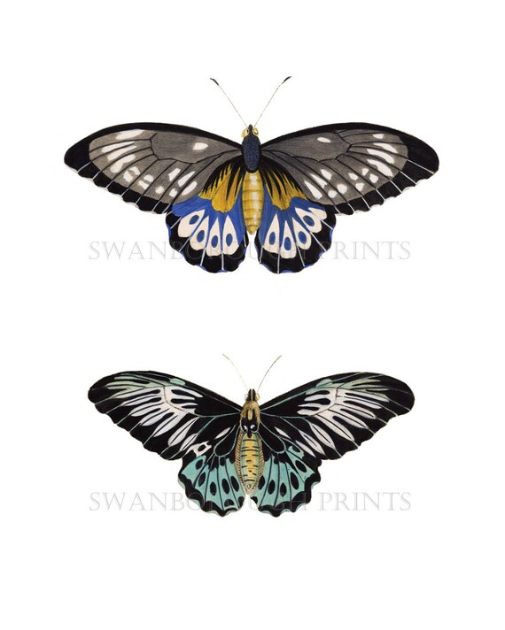 Butterfly Print With 2 Butterflies. Cottage Garden Style. | Etsy