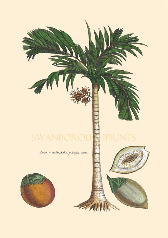 Tropical Coconut Palm Tree Art Print. Palm Tree Wall Decor | Etsy