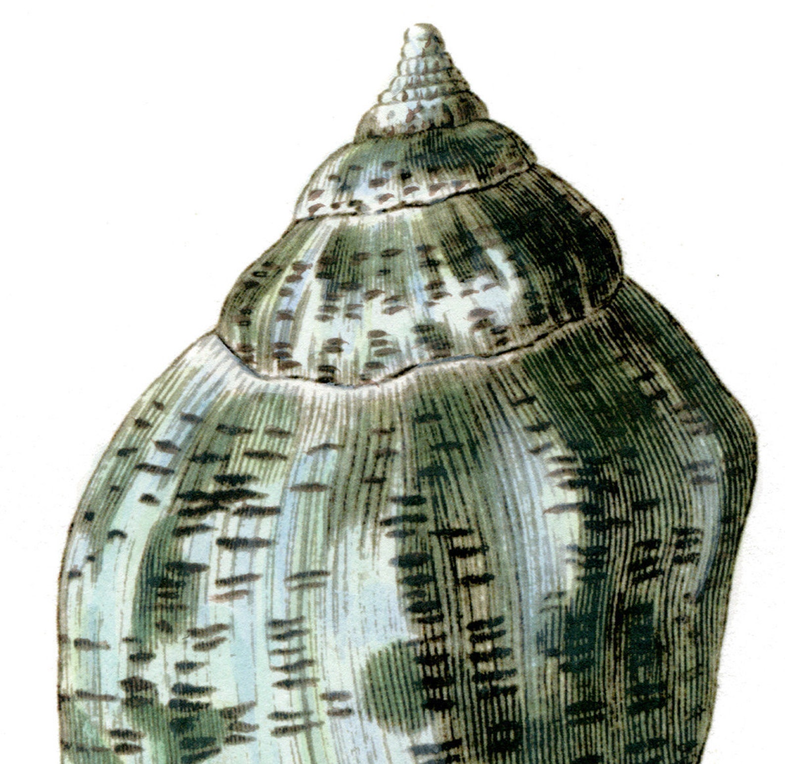 Green Cone Sea Shell Print Seashell Sea Life Bathroom Decor On | Etsy