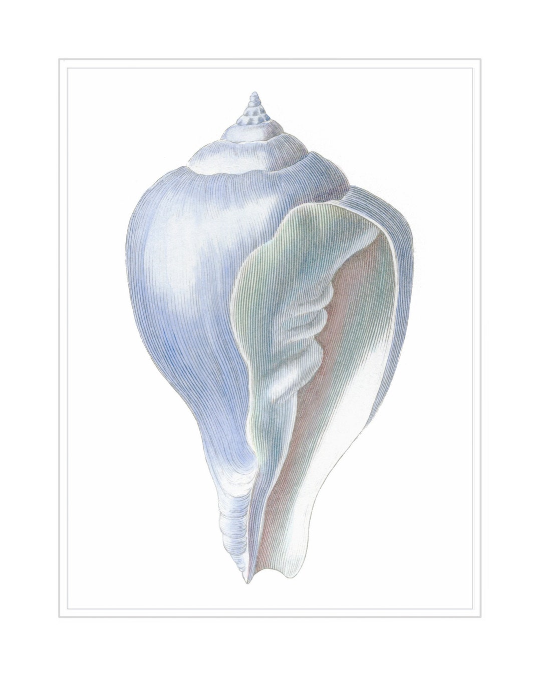 White Sea Shell Print. White Seashell Print. Beach Home Bathroom ...