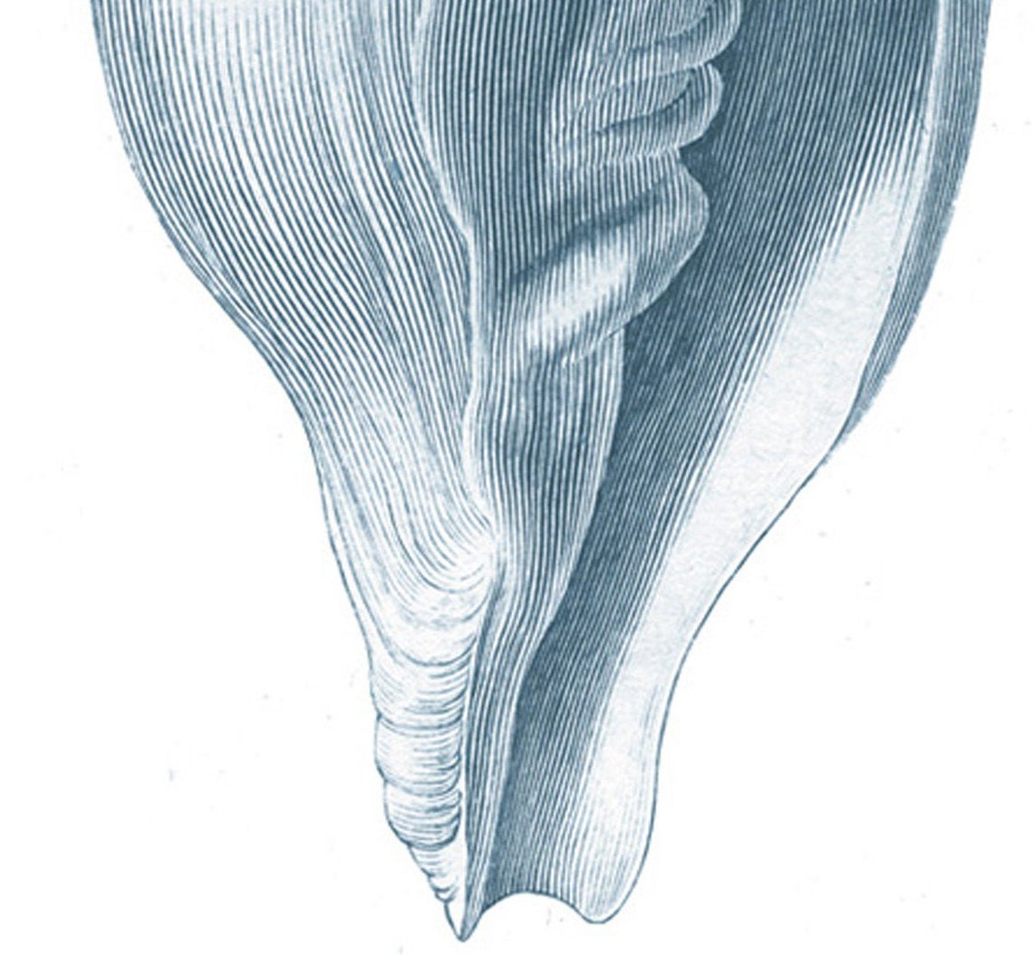 Blue Turban Seashell Print Blue Wall Art for Beach Bathroom | Etsy