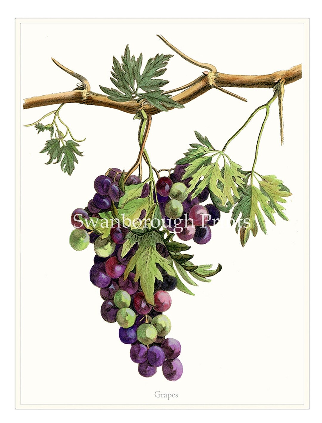 Purple Grapes Art Print, on the Vine, Grape Art Print Perfect ...