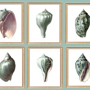 Green Cone Sea Shell Print Seashell Sea Life Bathroom Decor Giclée ...
