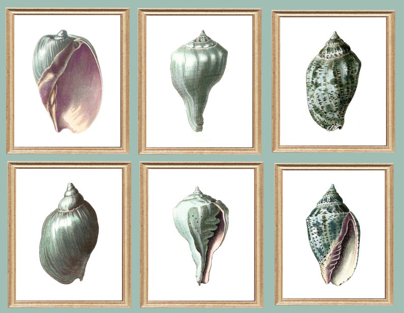 Green Cone Sea Shell Print Seashell Sea Life Bathroom Decor Giclée ...