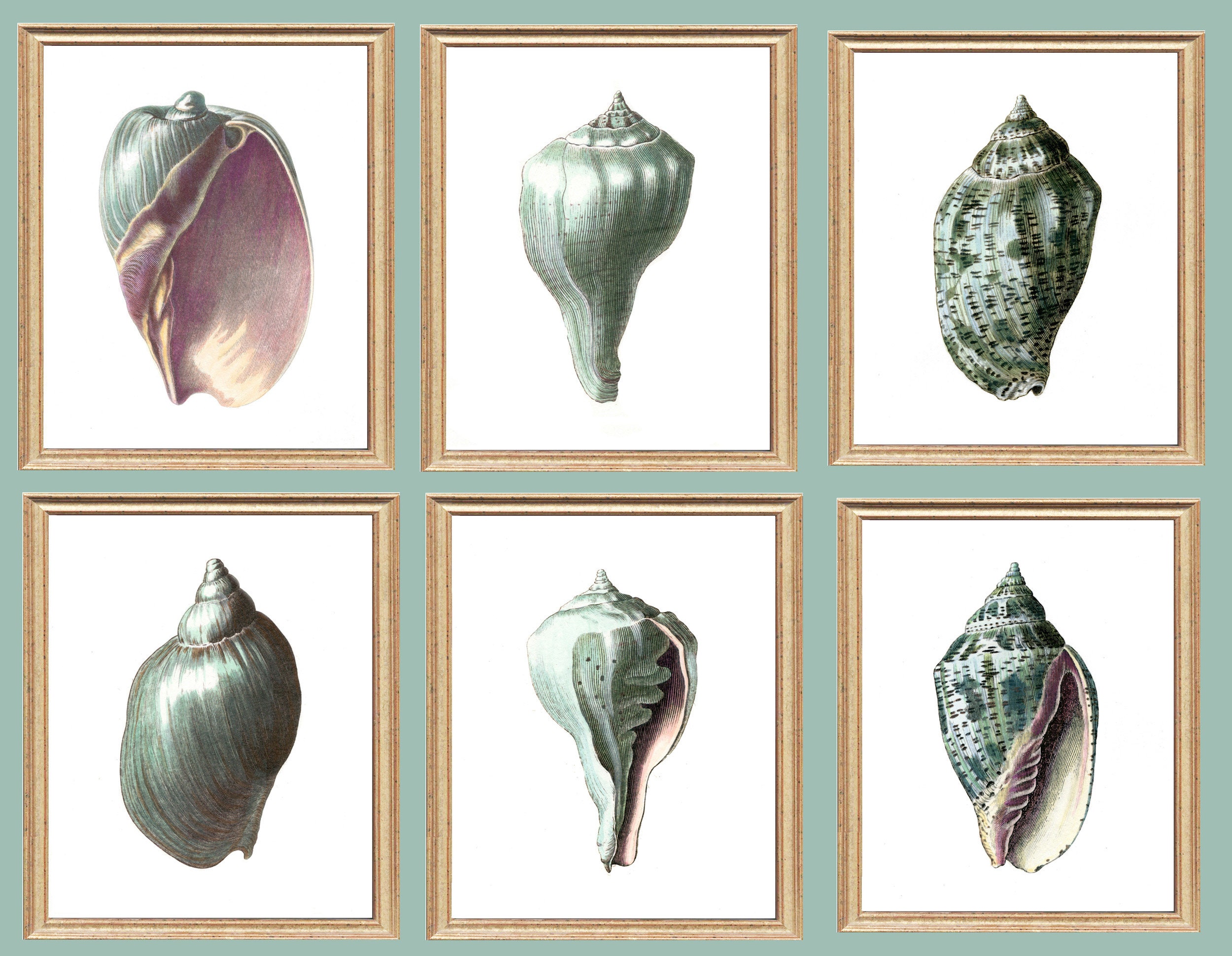 Green Cone Sea Shell Print Seashell Sea Life Bathroom Decor Giclée ...