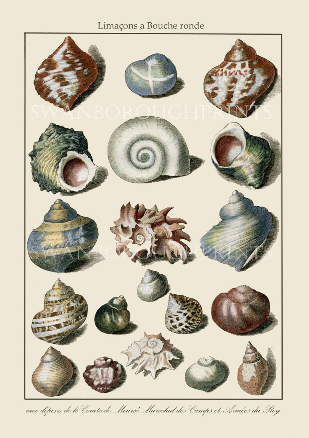 Sea Shell Giclée Print Showing 19 Shells of Various Colours, Originally ...