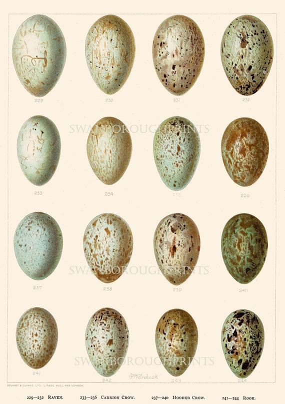 Speckled Bird Egg Identification