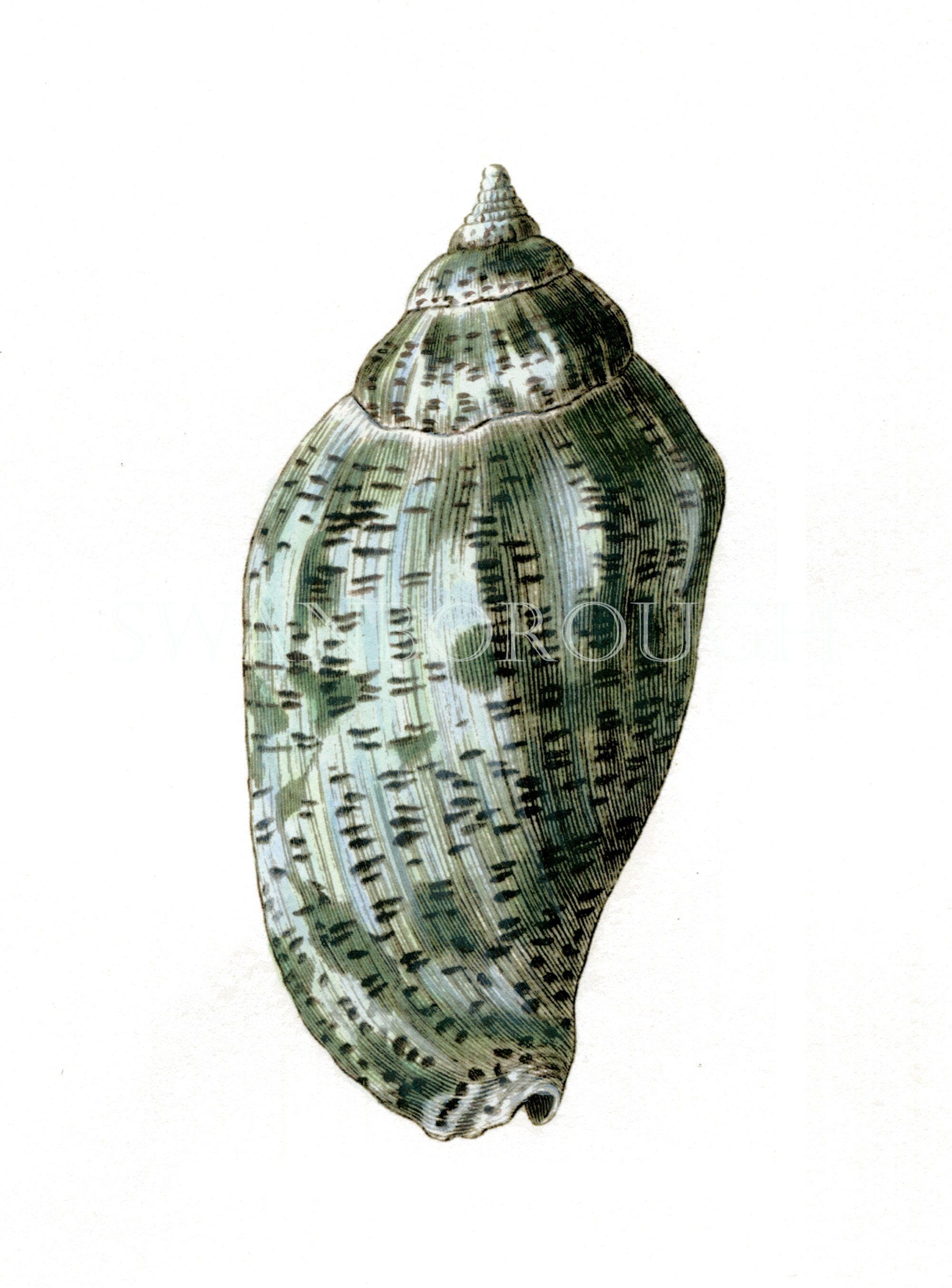 Green Cone Sea Shell Print Seashell Sea Life Bathroom Decor - Etsy UK