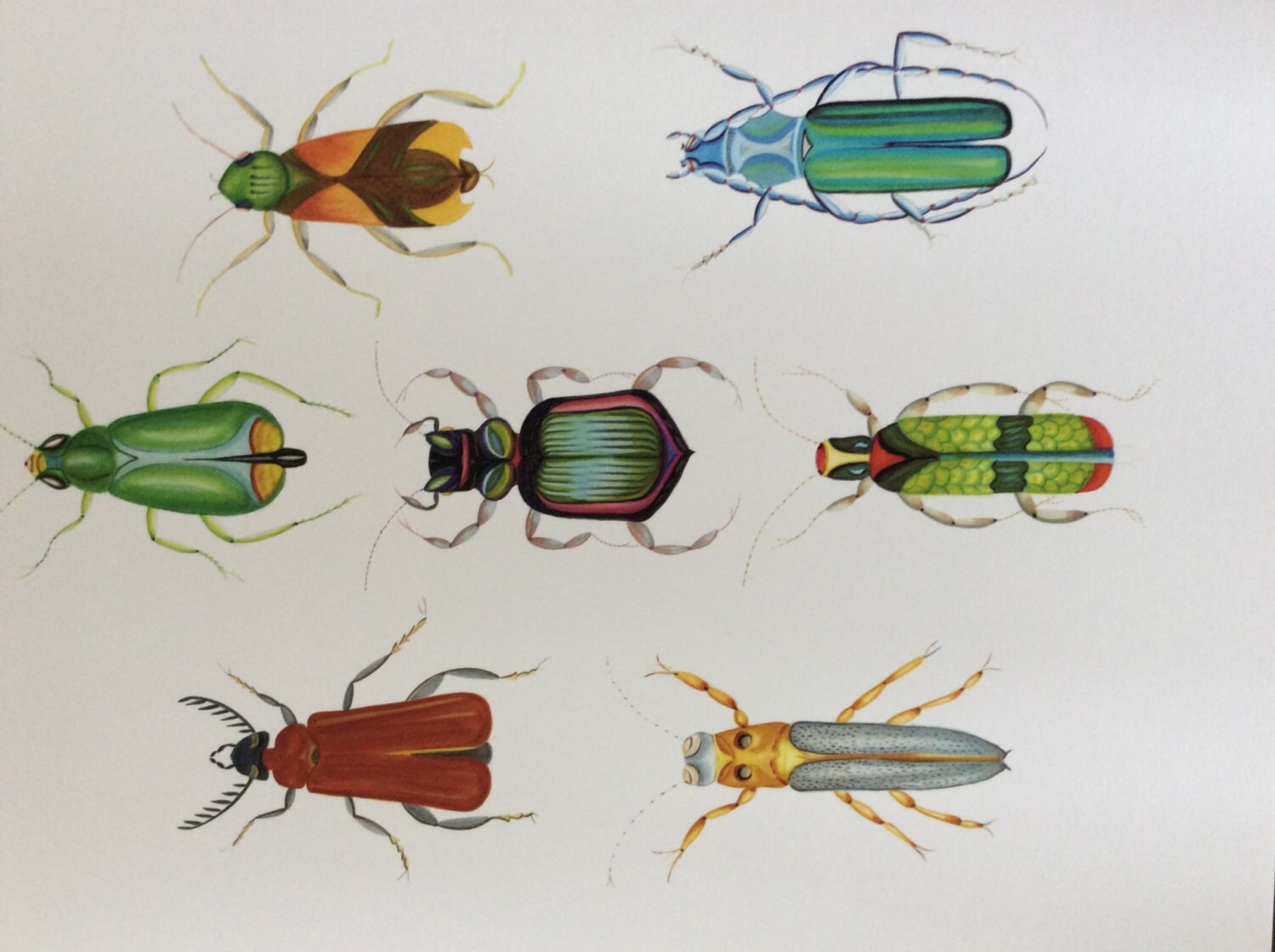 Insect Art Print Beetles Bugs Insect Print Archival | Etsy
