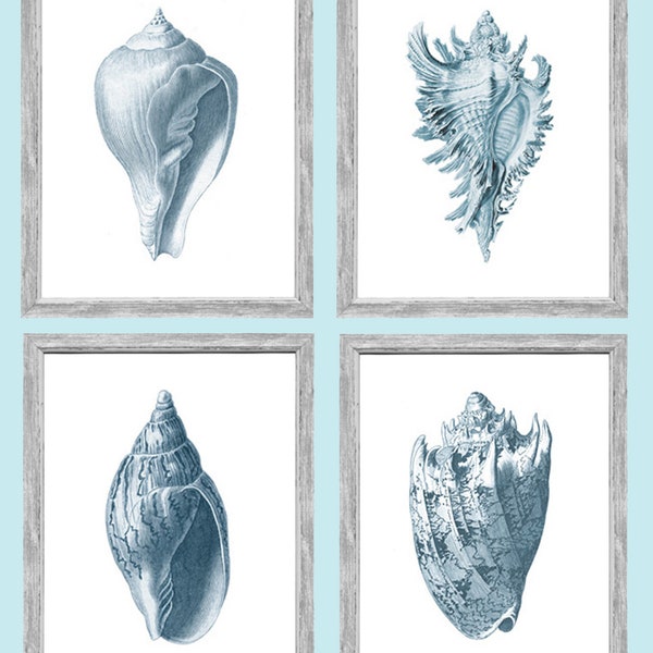 Seashell Print - Etsy