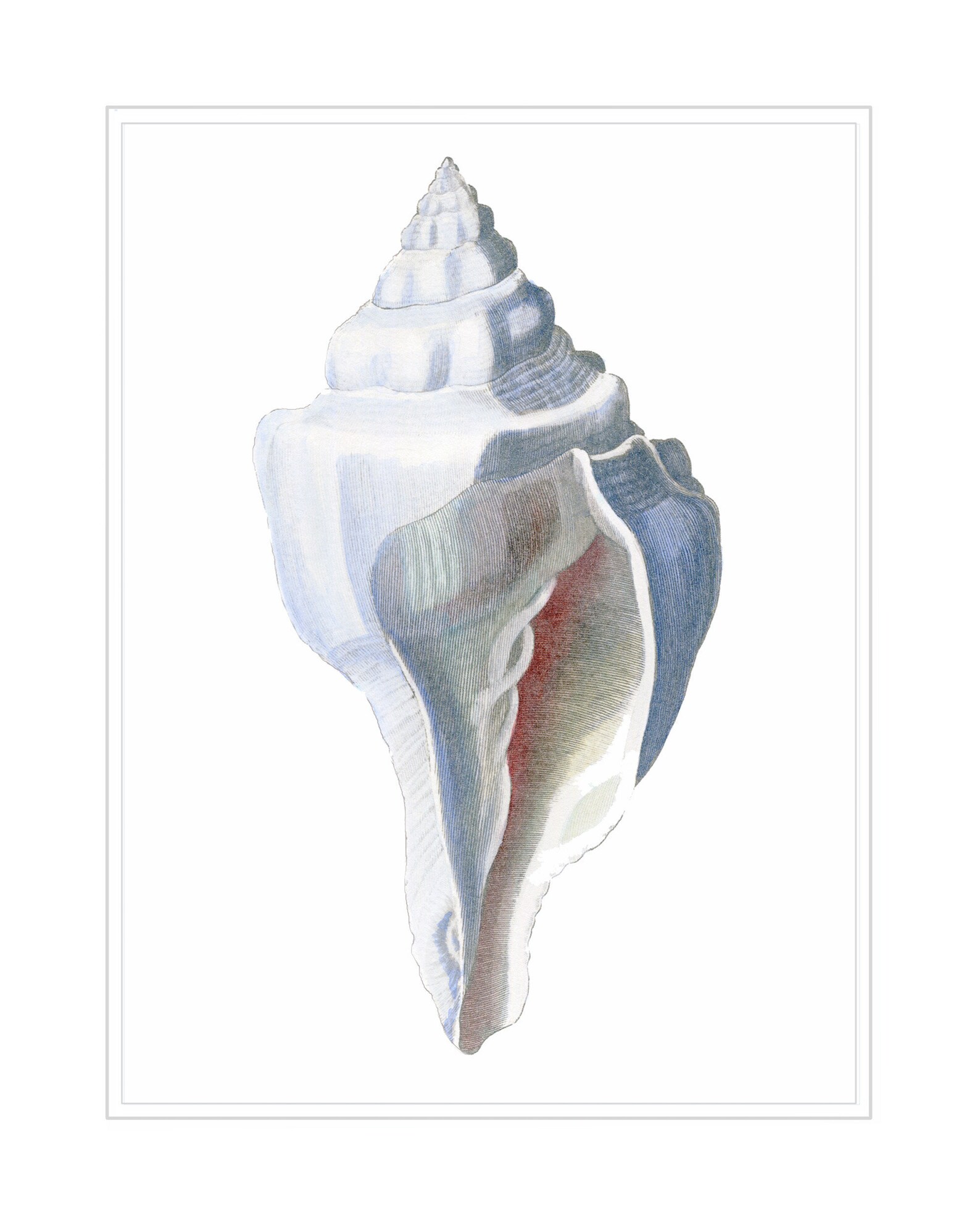 White Sea Shell Print. Beach Home Bathroom Shell Print. Sea Life Decor ...