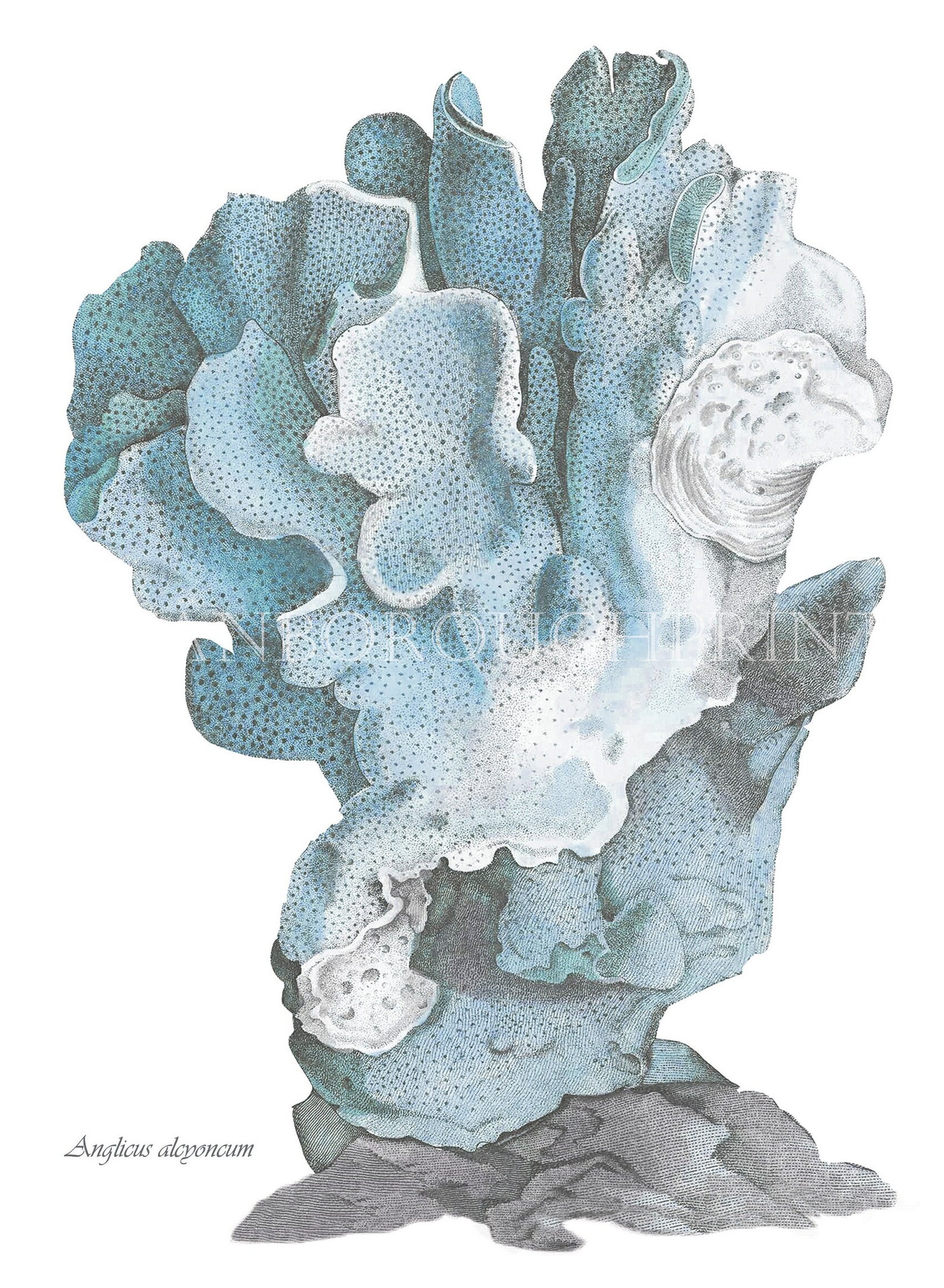 Large Blue Rock Coral Print. Blue Bathroom Wall Art Beach Bathroom ...