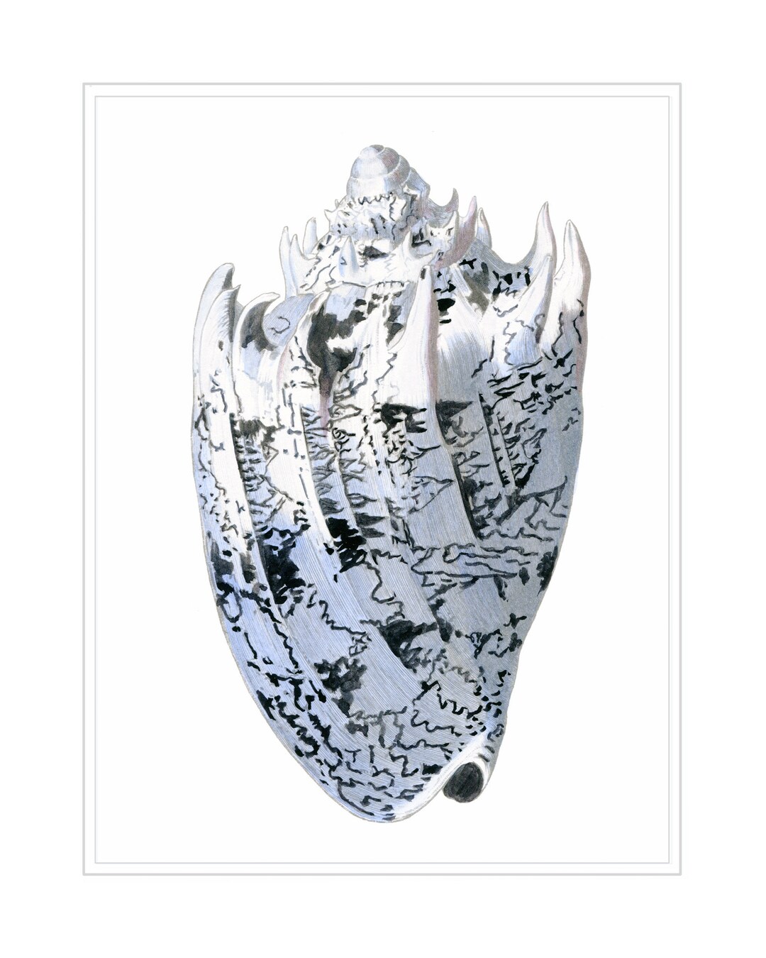 Black and White Sea Shell Print Coastal Home Sea Life Decor - Etsy