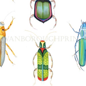 Insect Art Print Beetles Bugs Insect Print, Giclée Printed Onto ...