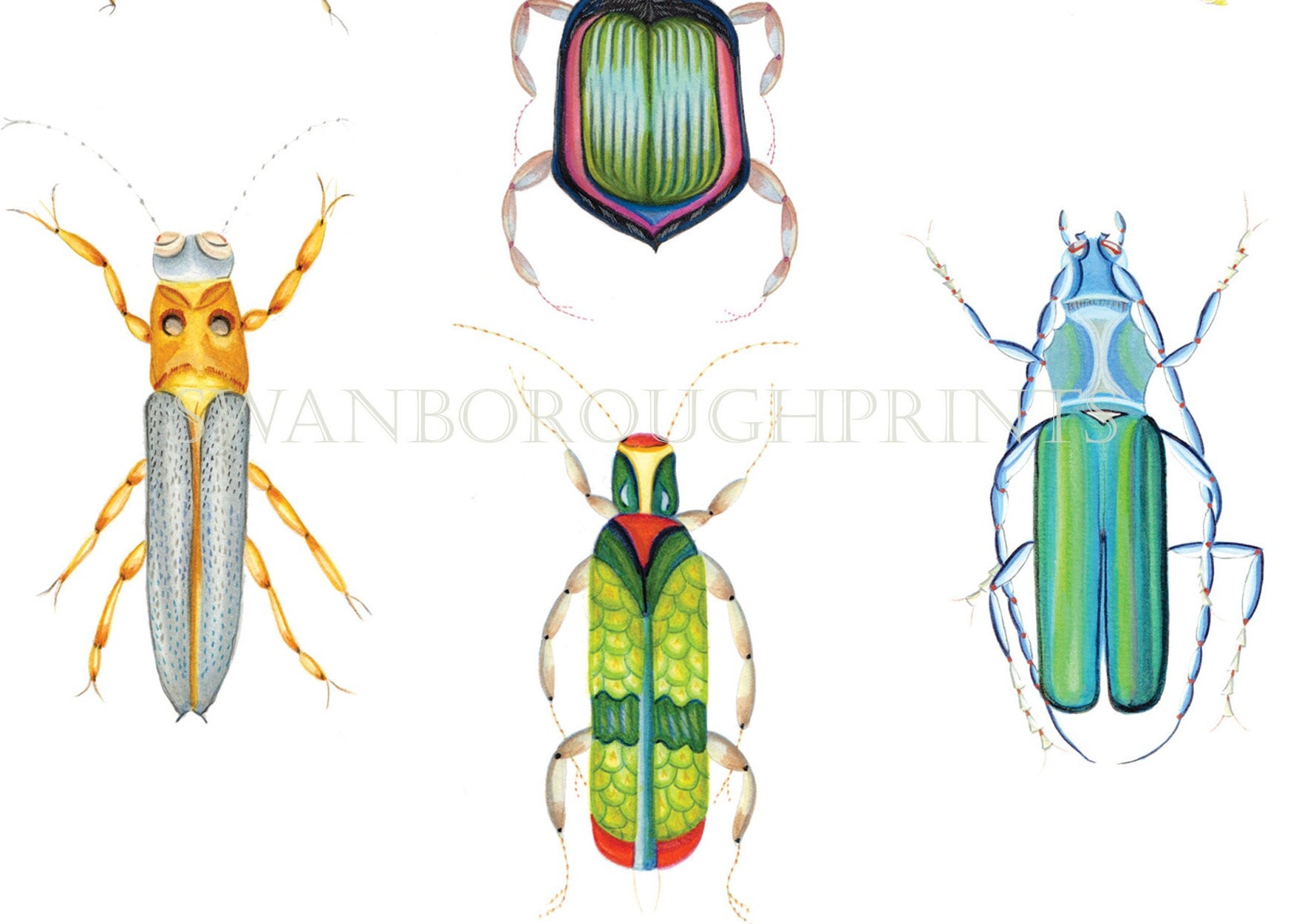 Insect Art Print Beetles Bugs Insect Print Giclée Printed - Etsy UK