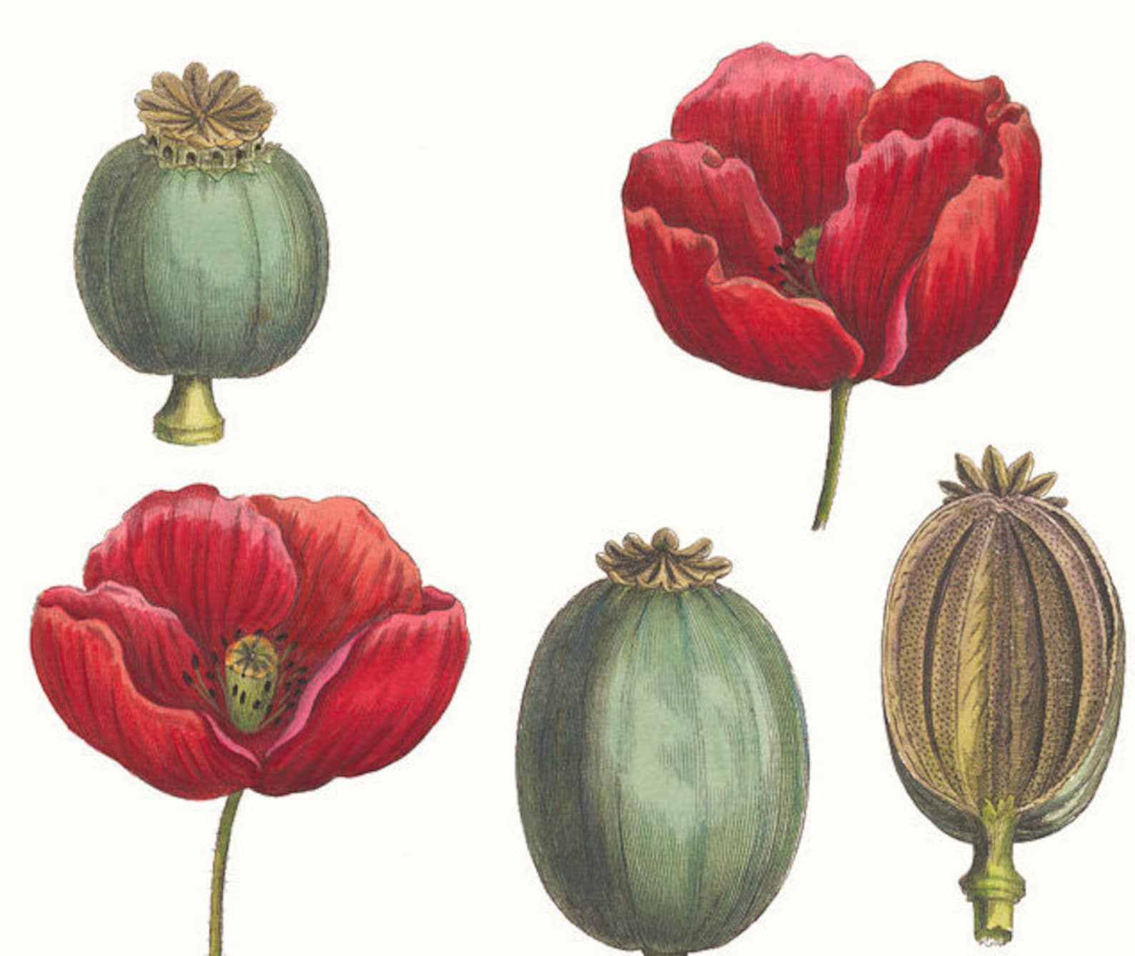 Botanical Wall Art, Poppy Wall Art Print, Botanical Decor Print, Flower ...