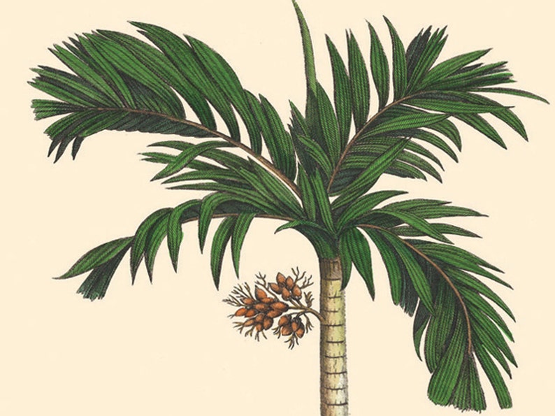 Tropical Coconut Palm Tree Art Print. Palm Tree Wall Decor | Etsy