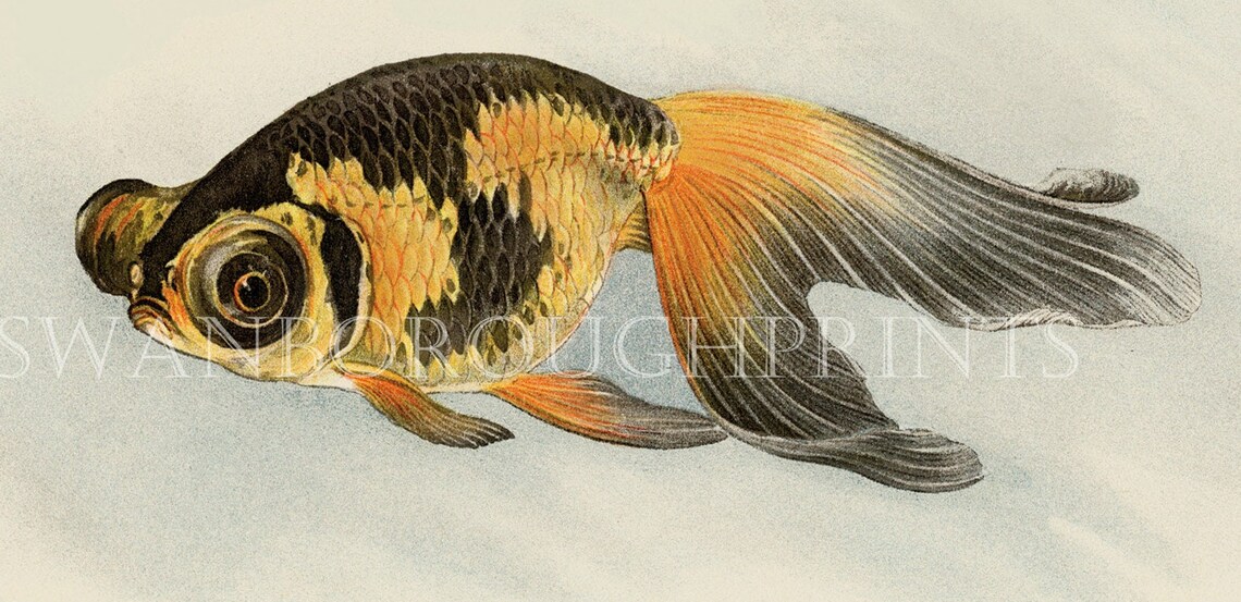 Demi-ranchu Goldfish Print Popeye Ranchu Japanese Koi Carp Fish Print ...