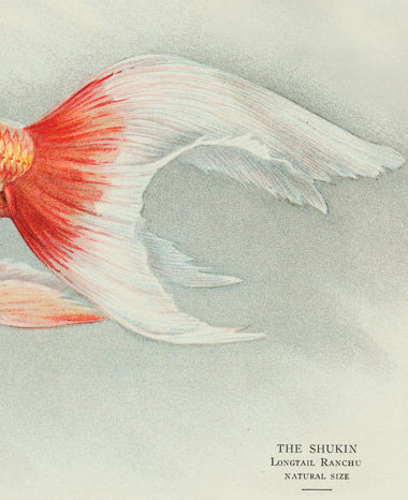 Shukin Goldfish Print: Longtail Ranchu Japanese Koi Carp Art - Etsy UK