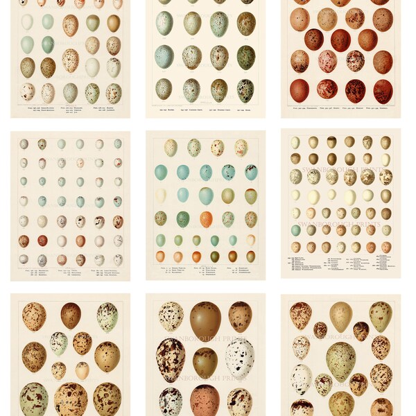 Bird Eggs Chart - Etsy