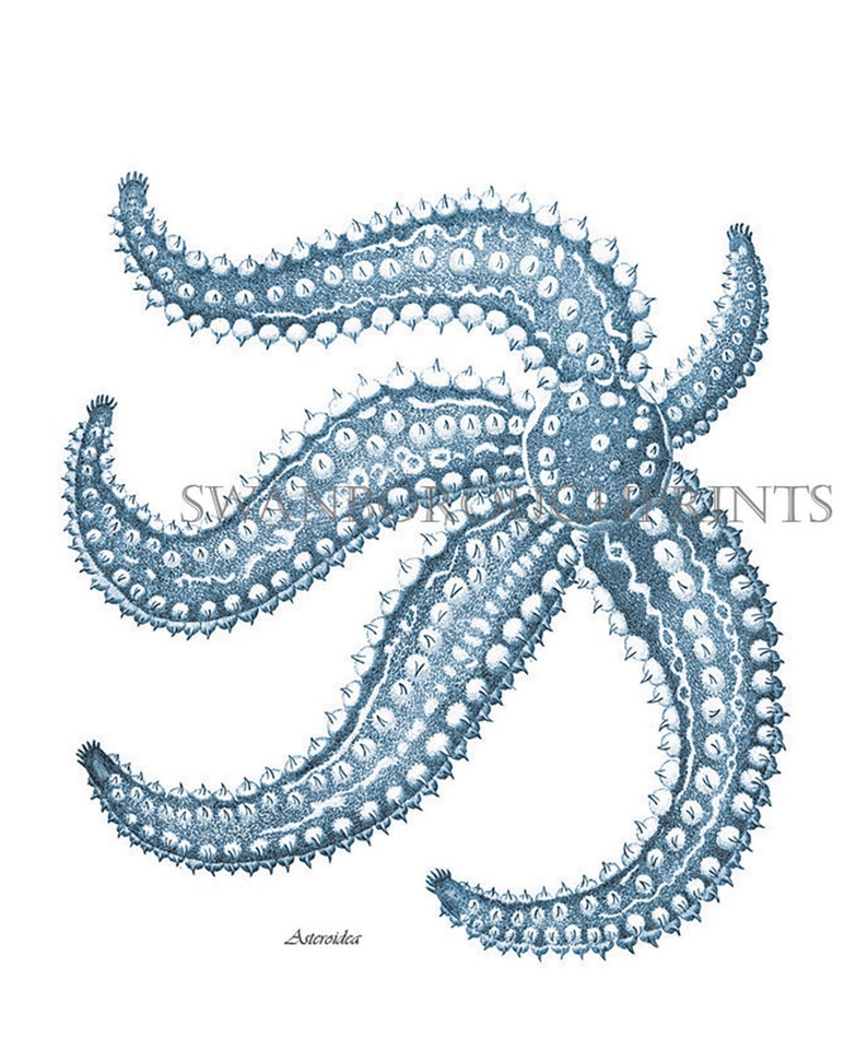 Blue Starfish Print Blue Wall Art Decoration. - Etsy