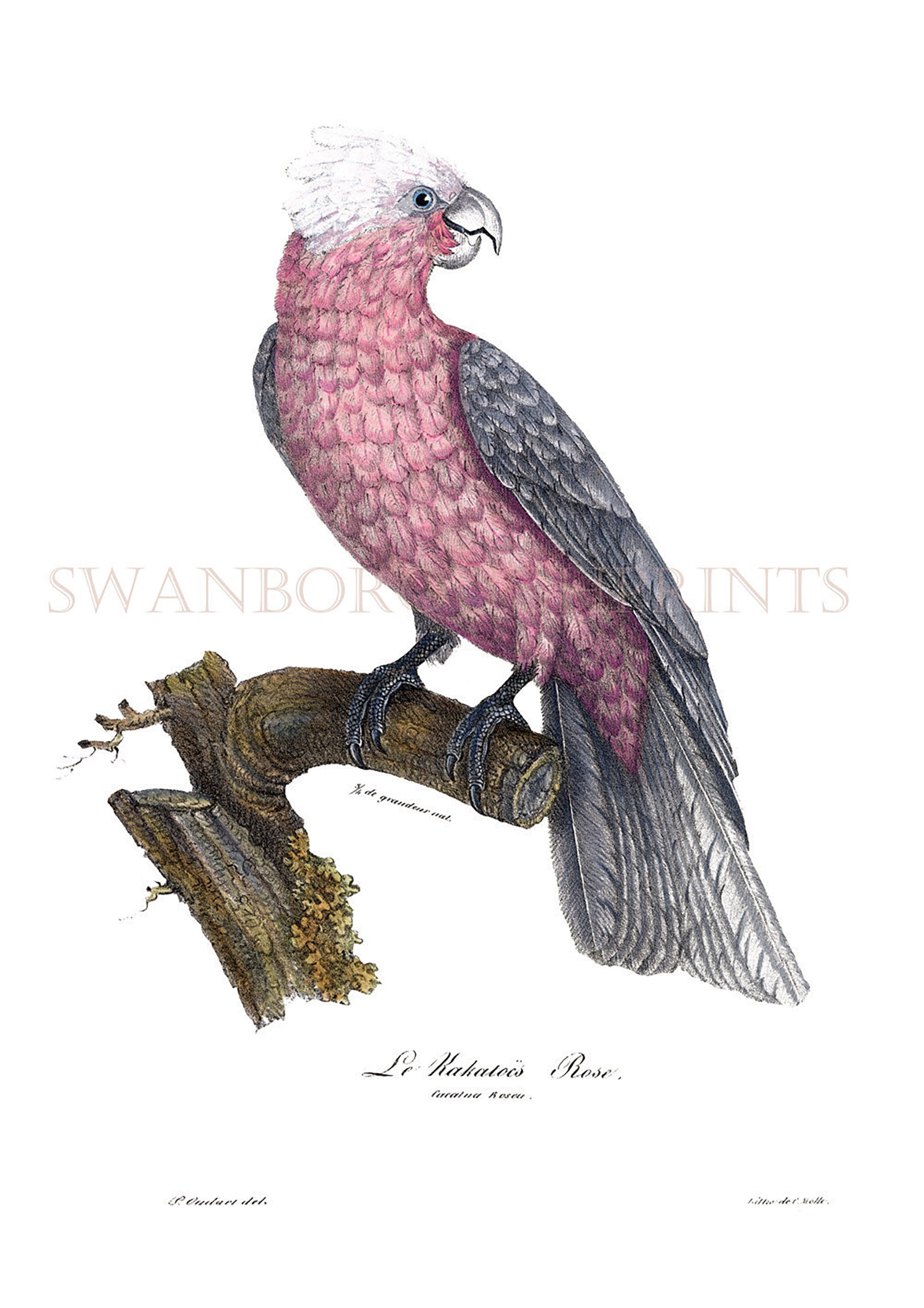 Australian Galah Cockatoo Art. Bird Art Print. Rose Breasted - Etsy UK