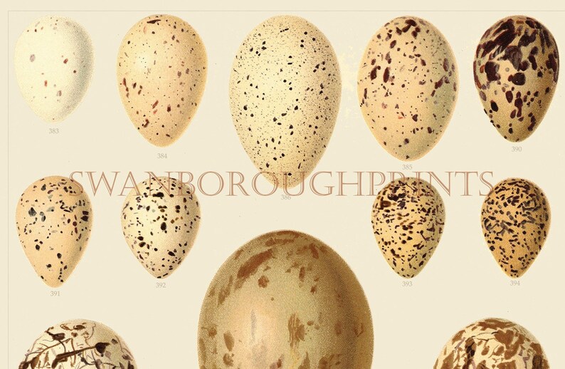 Bird Eggs Print Showing Marsh Land Birds Eggs in Pastel - Etsy