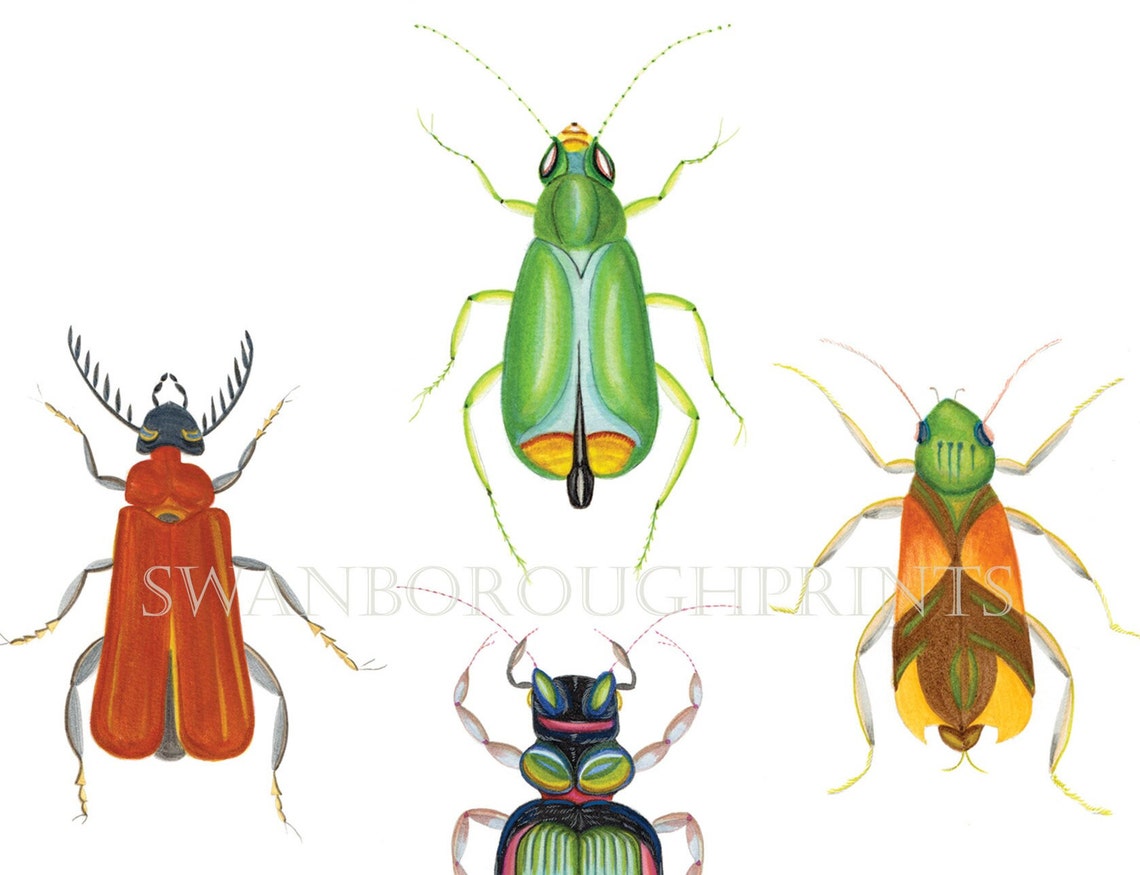Insect Art Print Beetles Bugs Insect Print Giclée Printed - Etsy UK