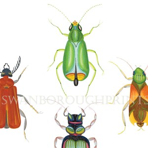 Insect Art Print Beetles Bugs Insect Print, Giclée Printed Onto ...