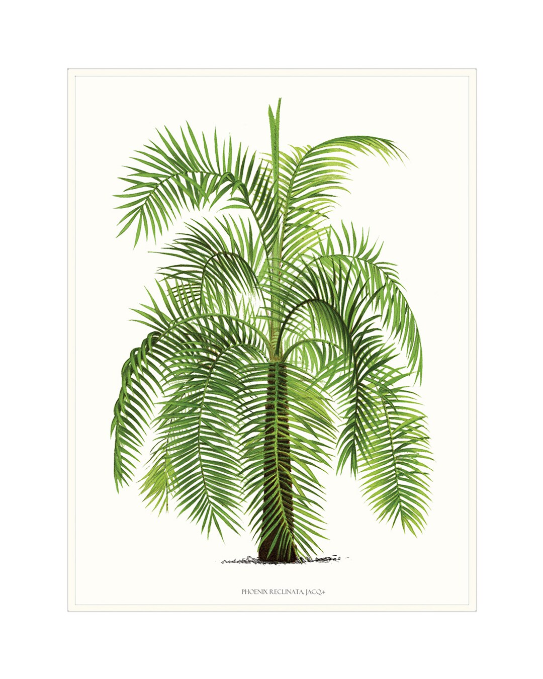 Palm Tree Wall Print. Tropical Beach Palm Print. Beach House Home Decor ...