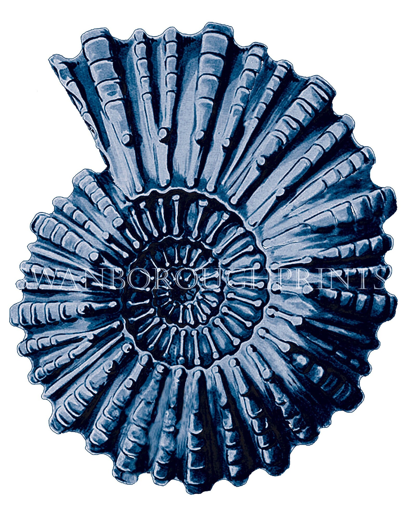 Navy Blue Ammonite Print. Sea Life Art Blue Ammonite Print Giclée ...