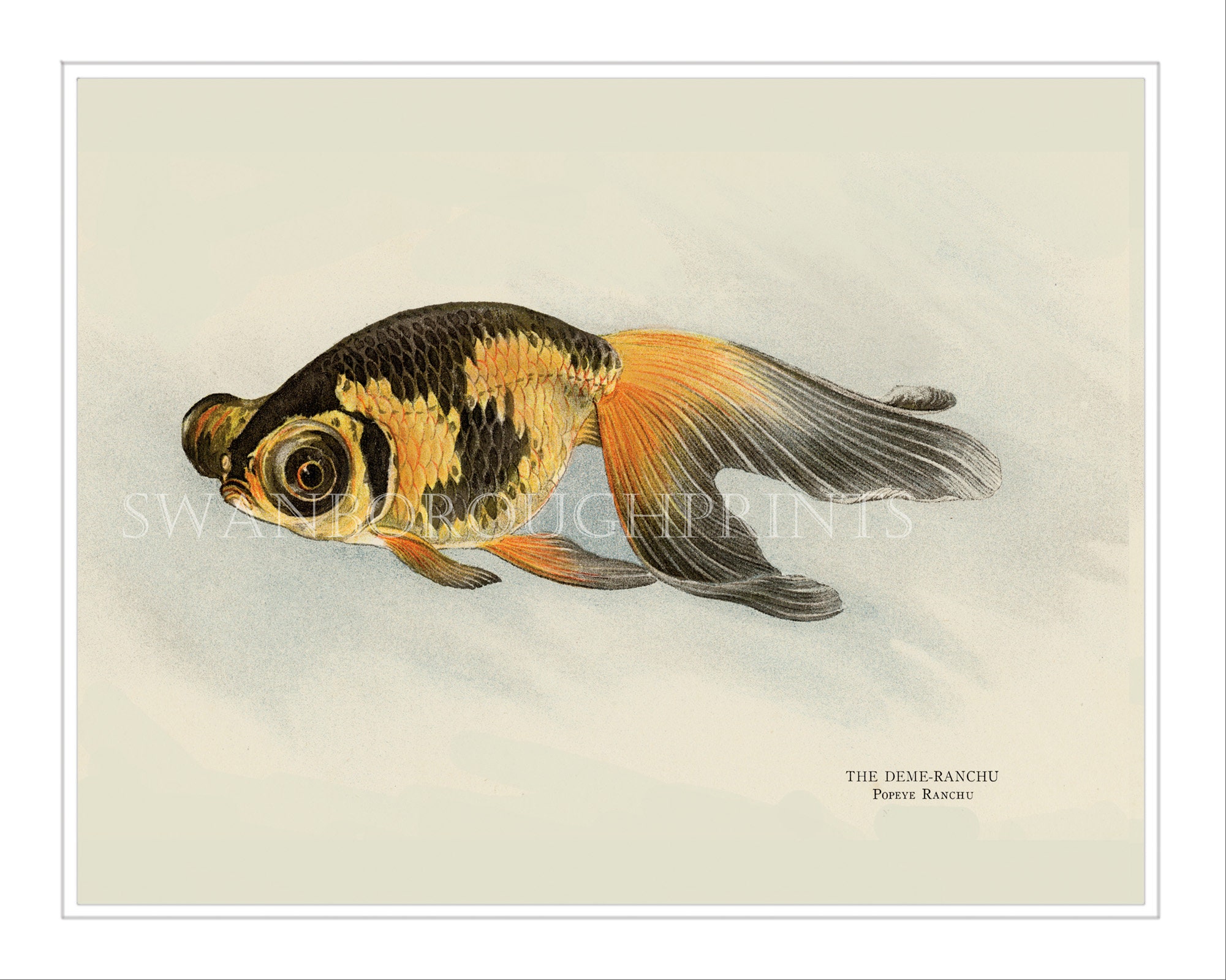 Japanese Goldfish Drawing