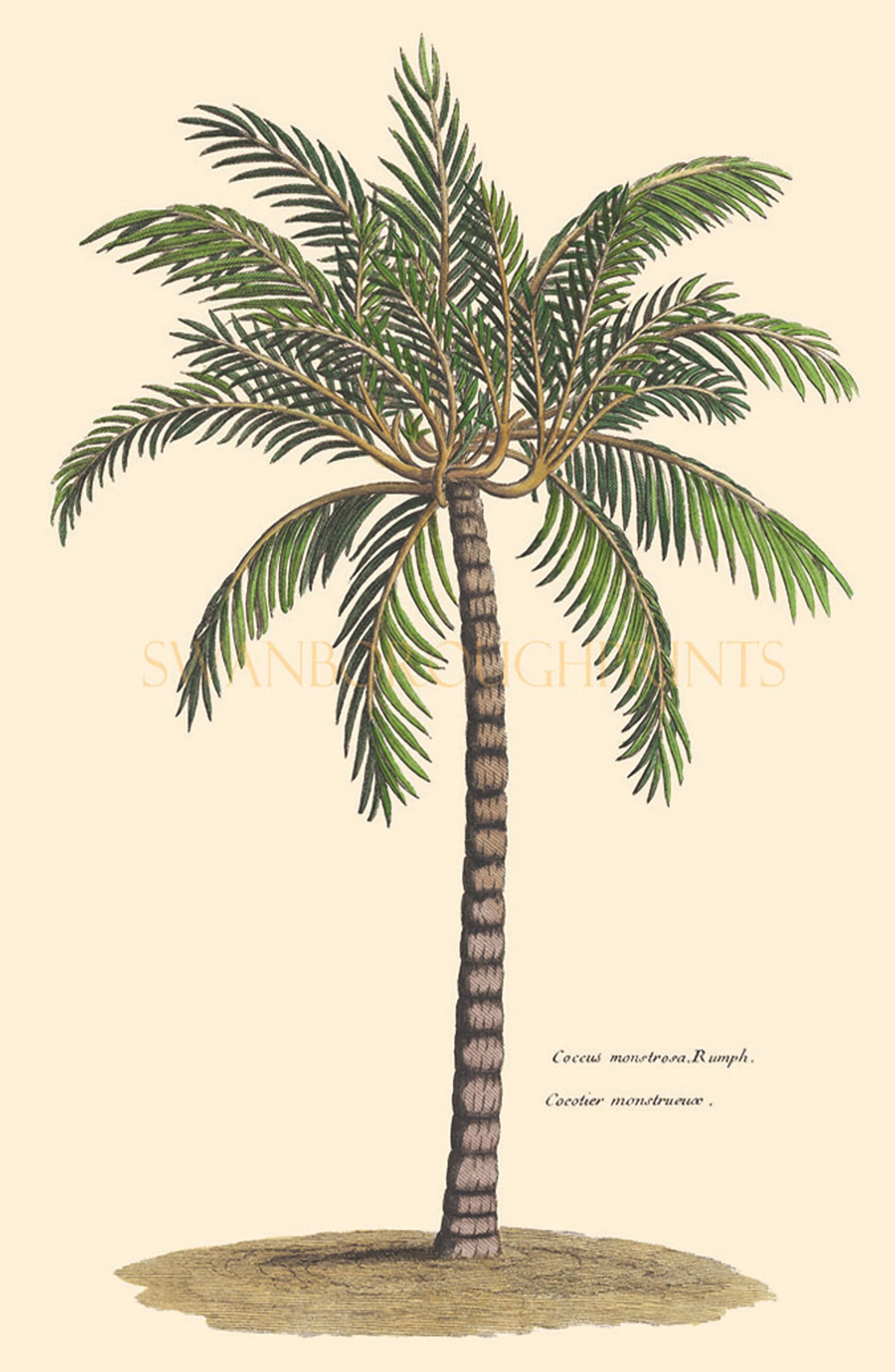 Palm Tree Print Tropical Beach Palm Tree. Giclée Printed Onto - Etsy UK