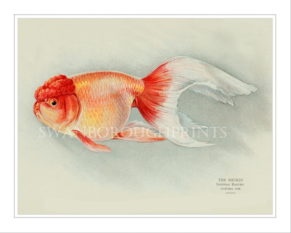 Shukin Goldfish Print. Longtail Ranchu Japanese Koi Carp. Fish | Etsy