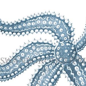 Blue Starfish Print Blue Sea Star Print. Blue Wall Art Bathroom Decor ...