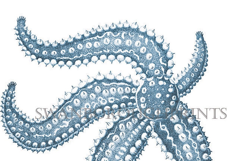 Blue Starfish Print Blue Sea Star Print. Blue Wall Art Bathroom Decor ...