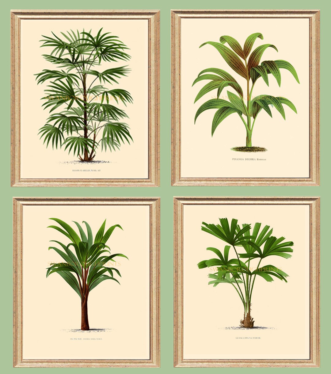 4 Prints of Palm Trees Four Palm Tree Prints. Tropical Palm Trees on ...