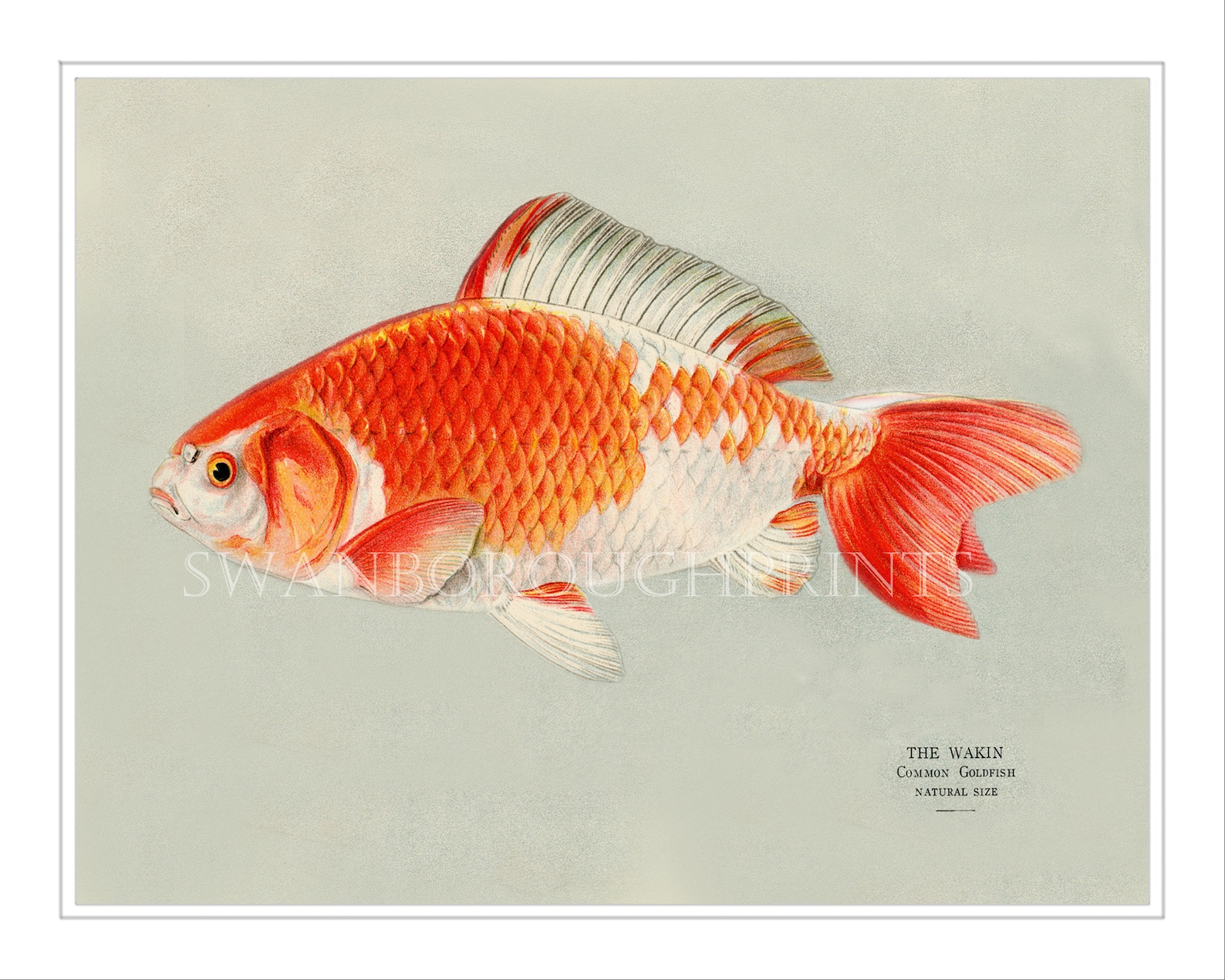 Wakin Goldfish Print. The Common Goldfish Japanese Koi Fish | Etsy