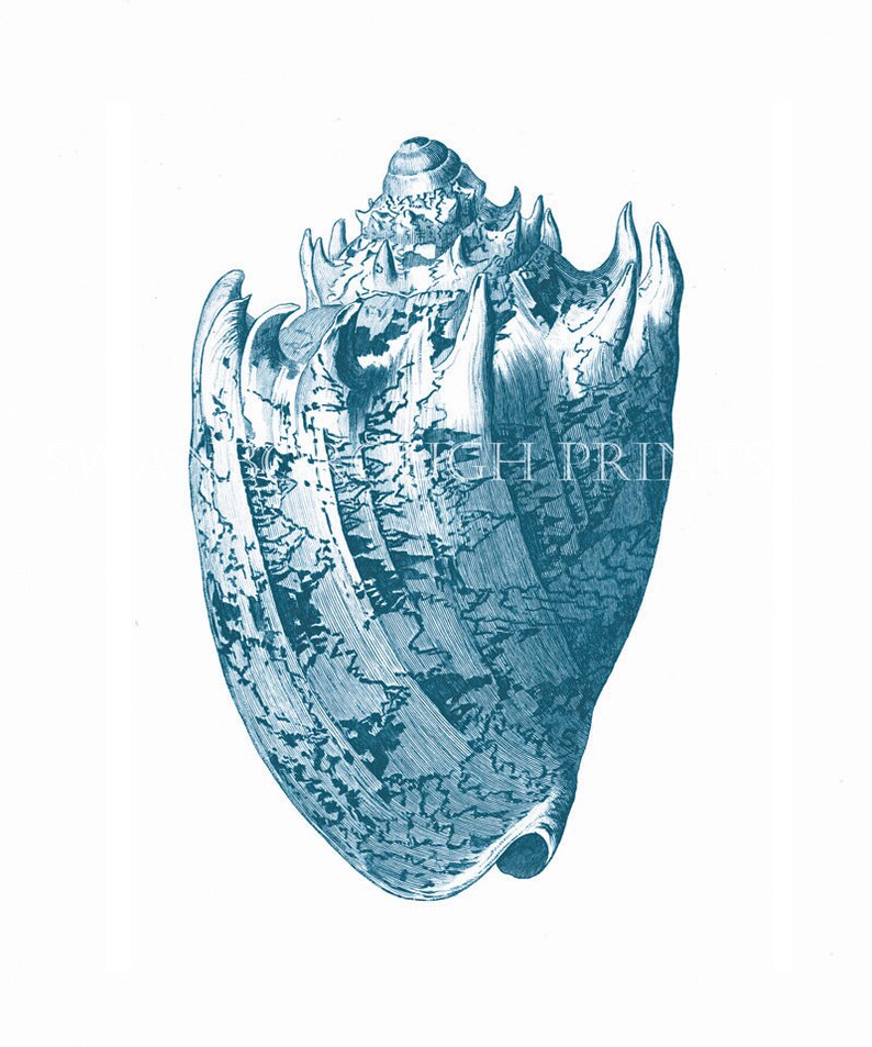 Blue Sea Shell Print Sea Life Decor - Etsy