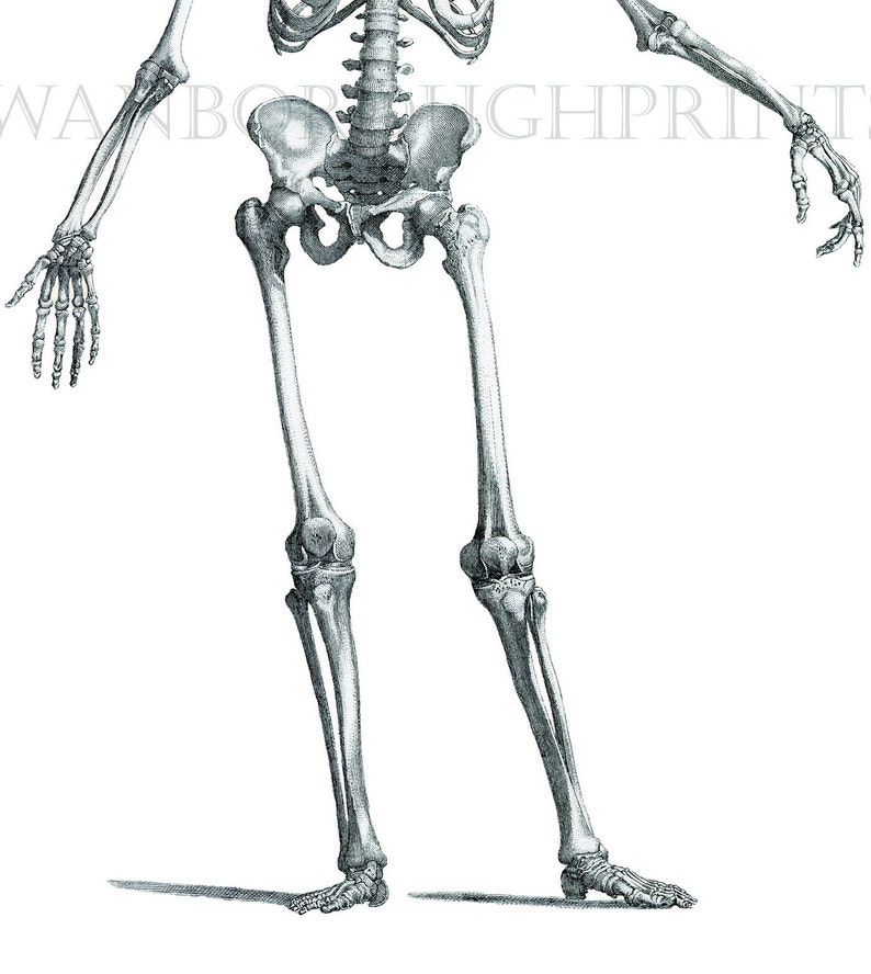 Skeleton Print Showing the Bones That Make up the Human - Etsy UK