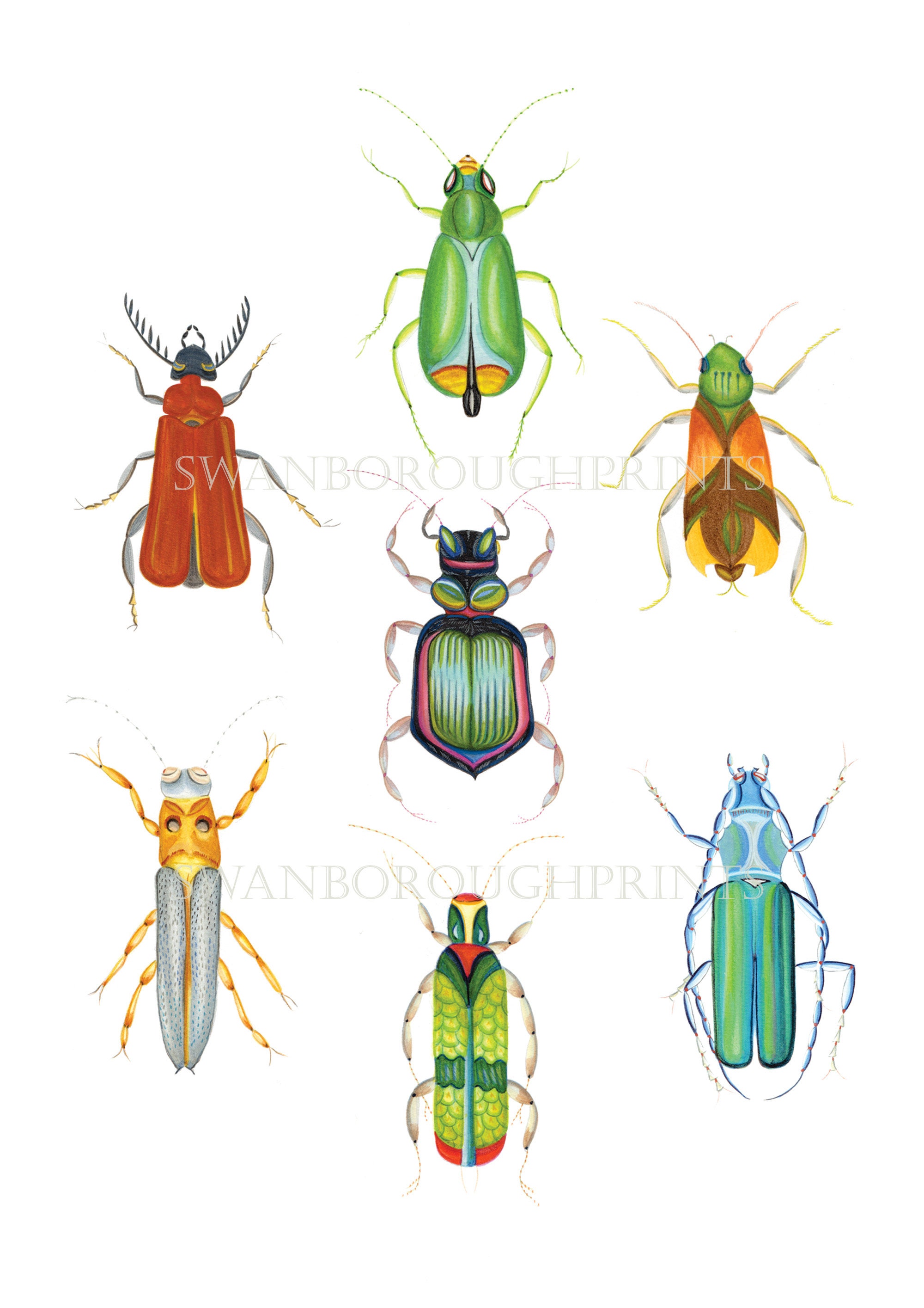 Insect Art Print Beetles Bugs Insect Print Giclée Printed - Etsy UK