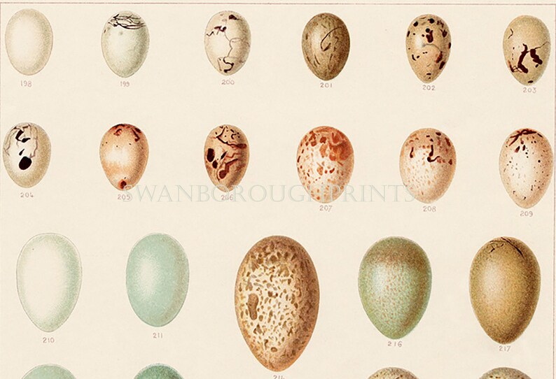 Bird Eggs Print Showing Field Birds Eggs in Pastel Colours on - Etsy