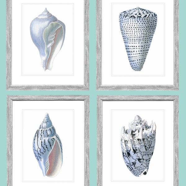 Sea Shell Print - Etsy