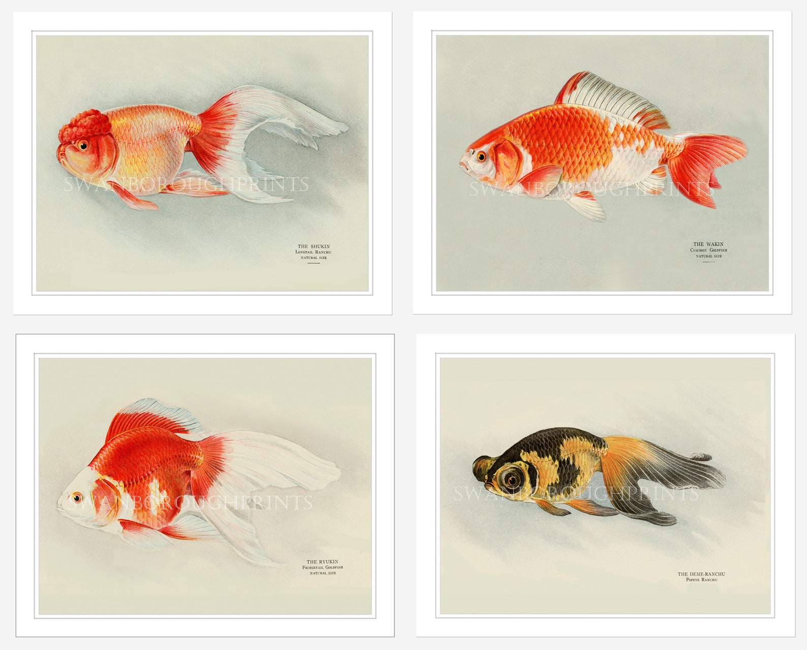 Wakin Goldfish Print. The Common Goldfish Japanese Koi Fish | Etsy