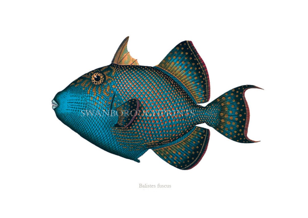 Turquoise Tropical Fish Print Triggerfish Deep Ocean Blue Marine Life ...