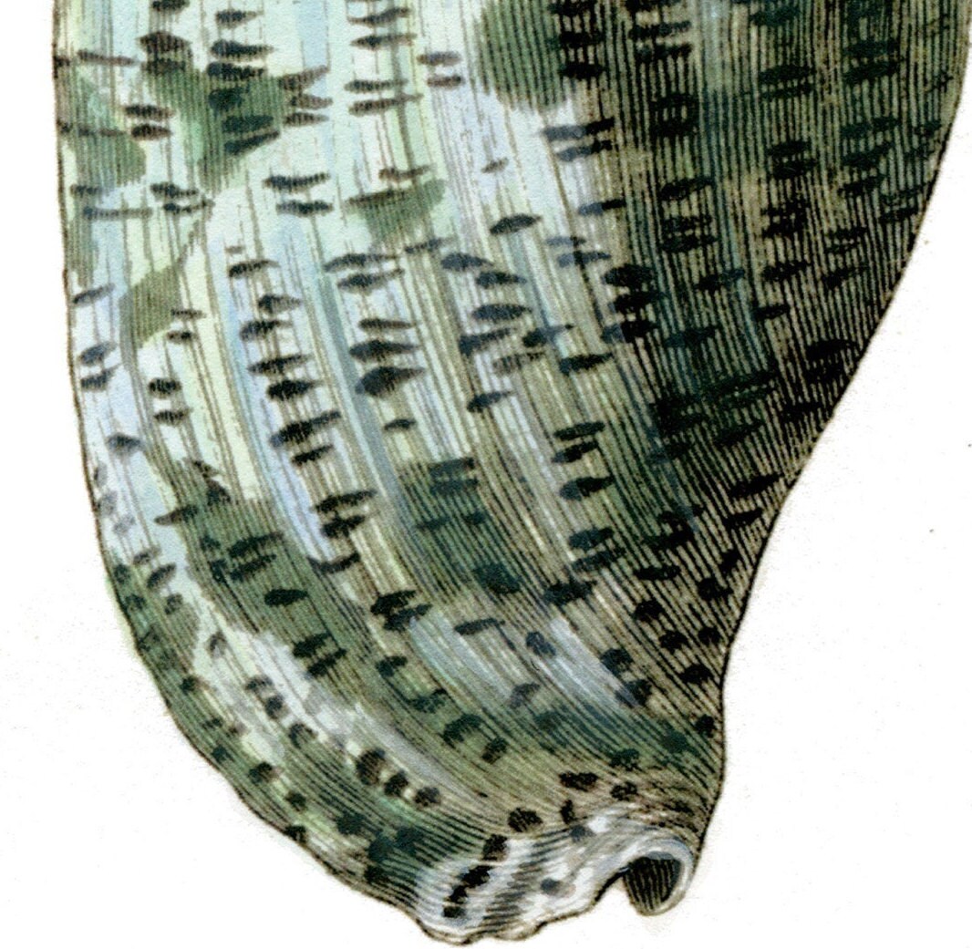 Green Cone Sea Shell Print Seashell Sea Life Bathroom Decor On | Etsy